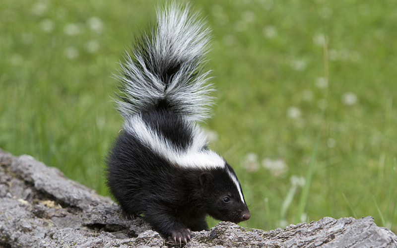 Quick Tips - Vet in Durango | Alpine Animal Hospital